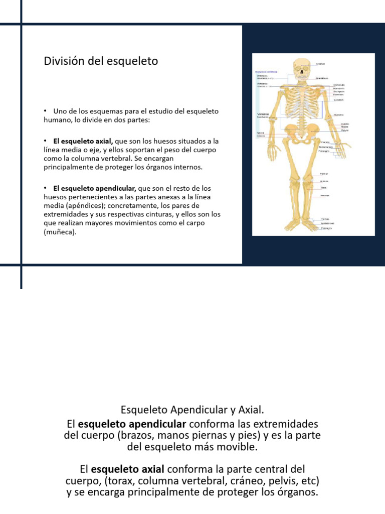 Division Del Esqueleto | PDF