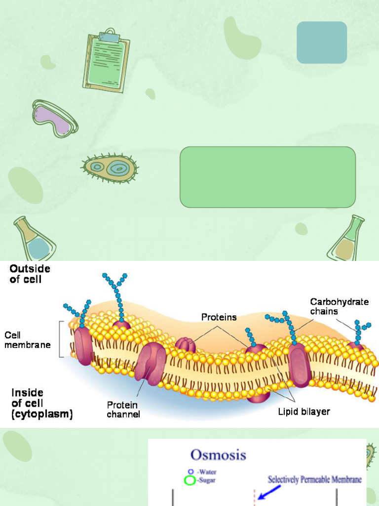 Cell Transport | PDF