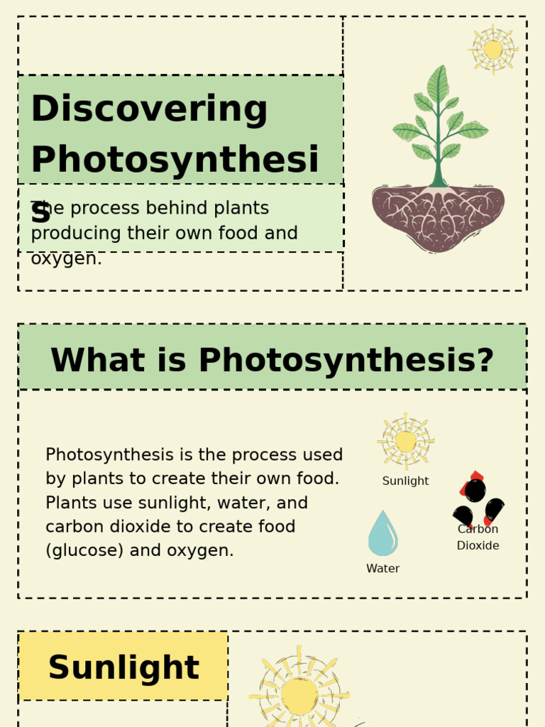 Photosynthesis | PDF