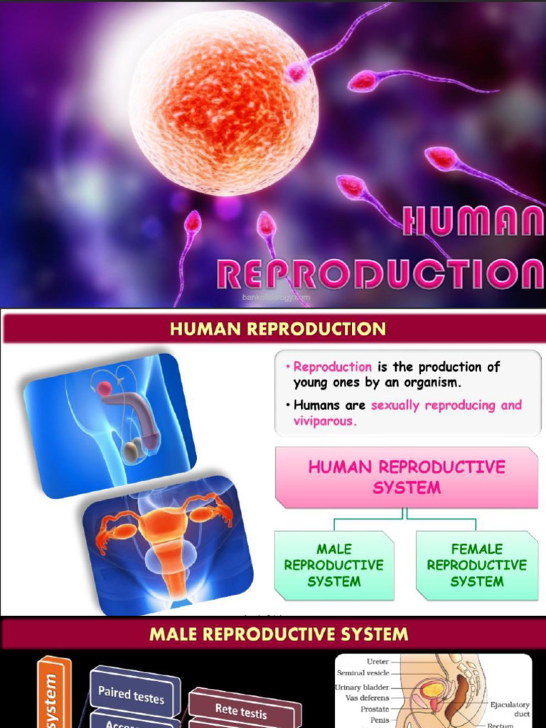 Human Reproduction Class 12 | PDF