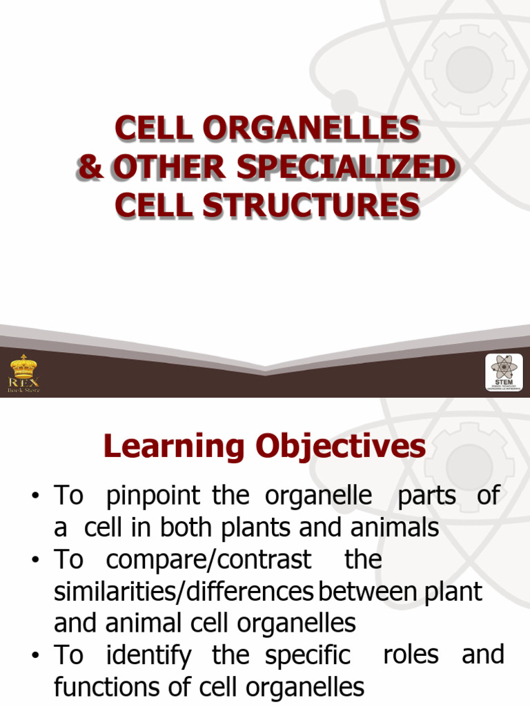 2 Cell Organelles and Other Specialized Cell Structures-3-1-Converted-1 ...