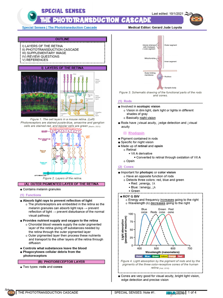 423 - Eyes-Ears-Nose-Throat Physiology) The Phototransduction Cascade | PDF