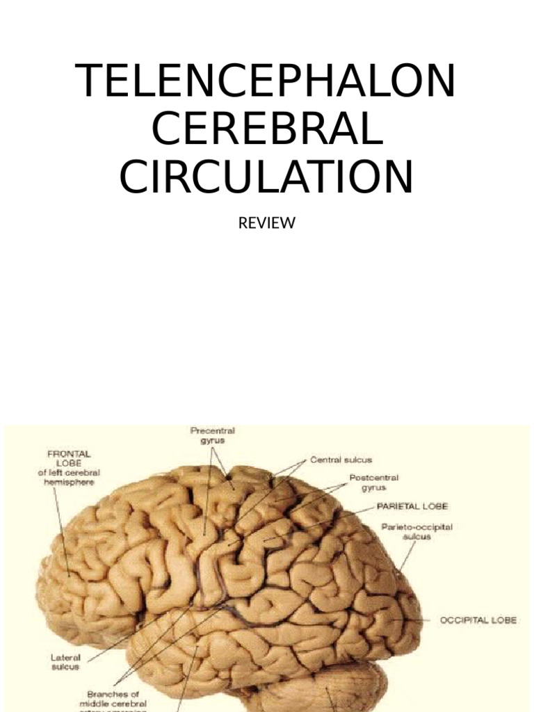 TELENCEPHALON Review | PDF