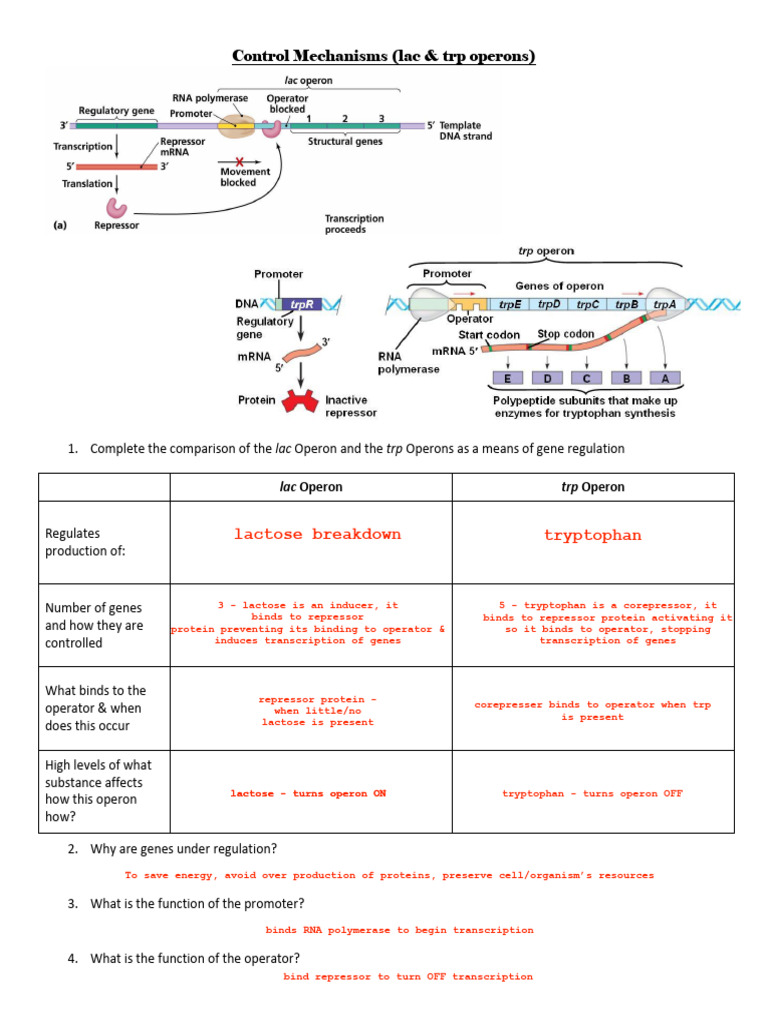 Lac vs Trp Operons: Gene Regulation Explained | PDF | Operon | Repressor
