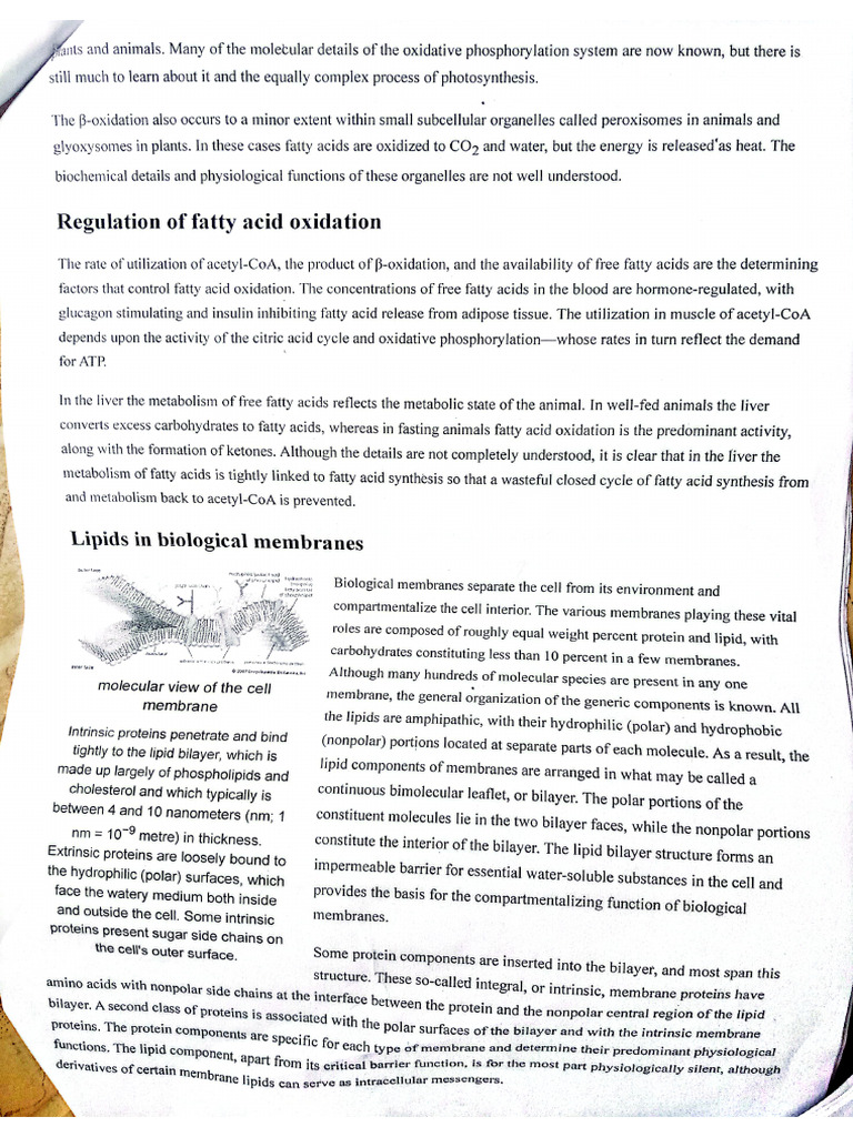 BCH 206 - Regulation of Fatty Acid Oxidation | PDF
