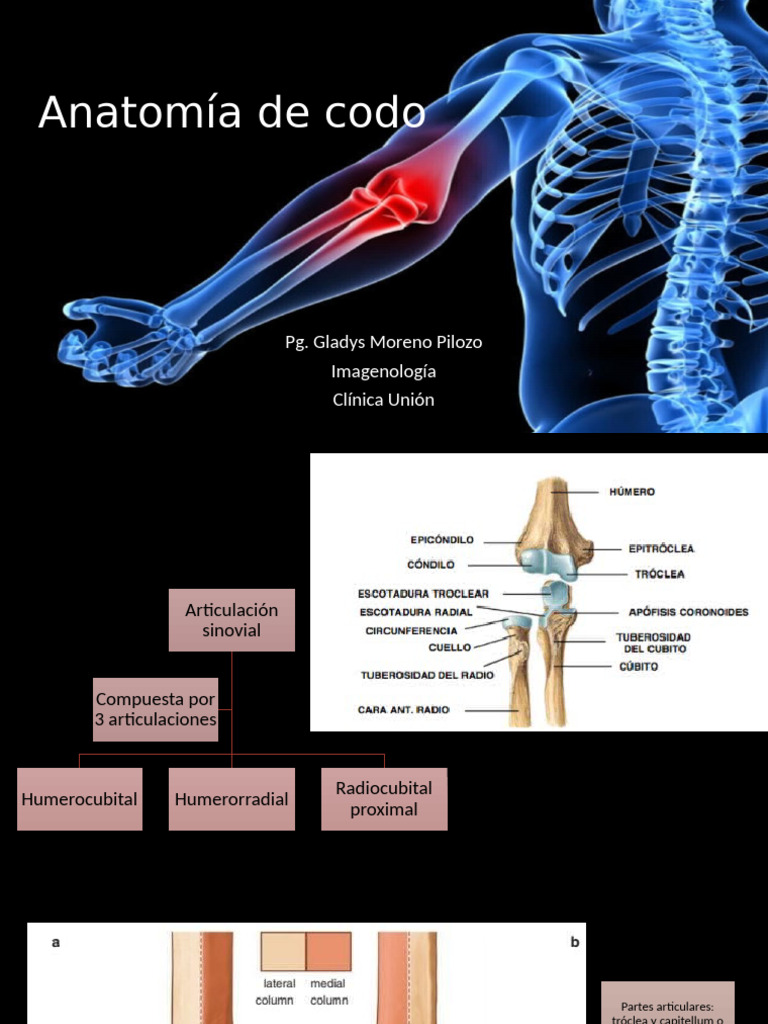 Anatomía de Codo | PDF