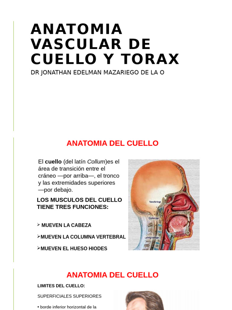 ANATOMIA VASCULAR DE CUELLO Y TORAX Final | PDF