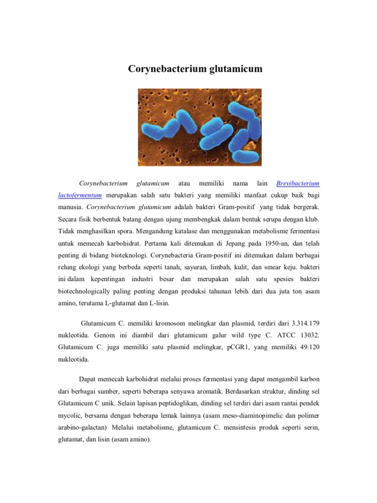Corynebacterium Glutamicum | PDF
