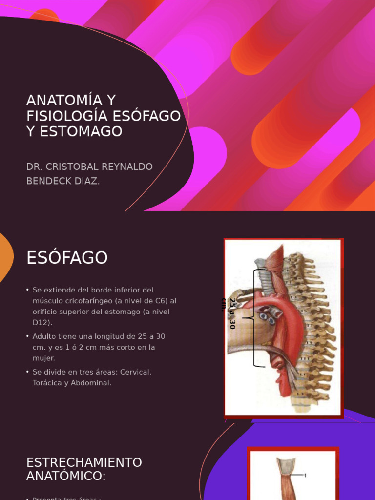 Anatomía y Fisiología Esófago y Estomago | PDF