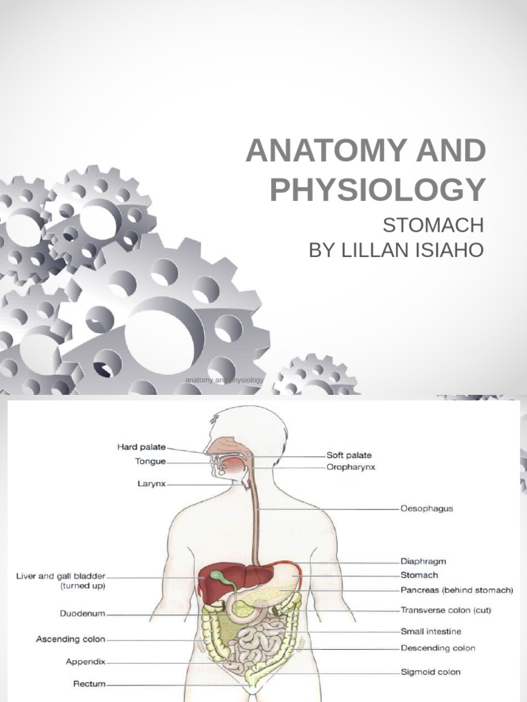 Anatomy and Physiology 2 Digestive System 2 | PDF