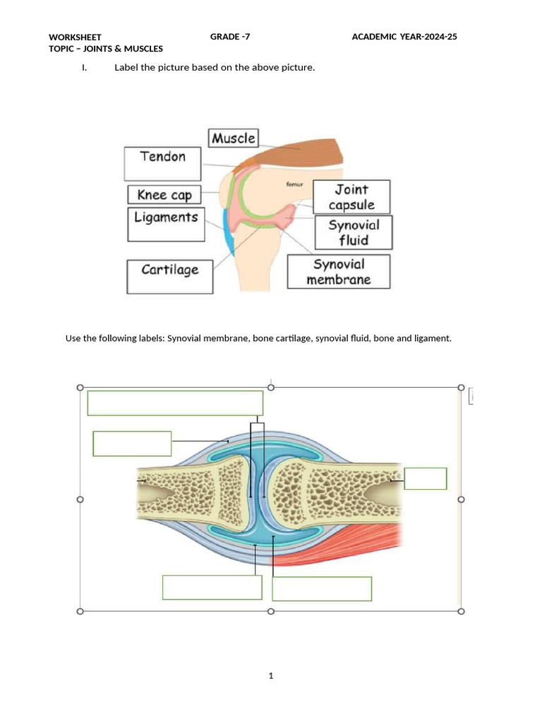 JOINTS AND MUSCLES- WORKSHEET | PDF