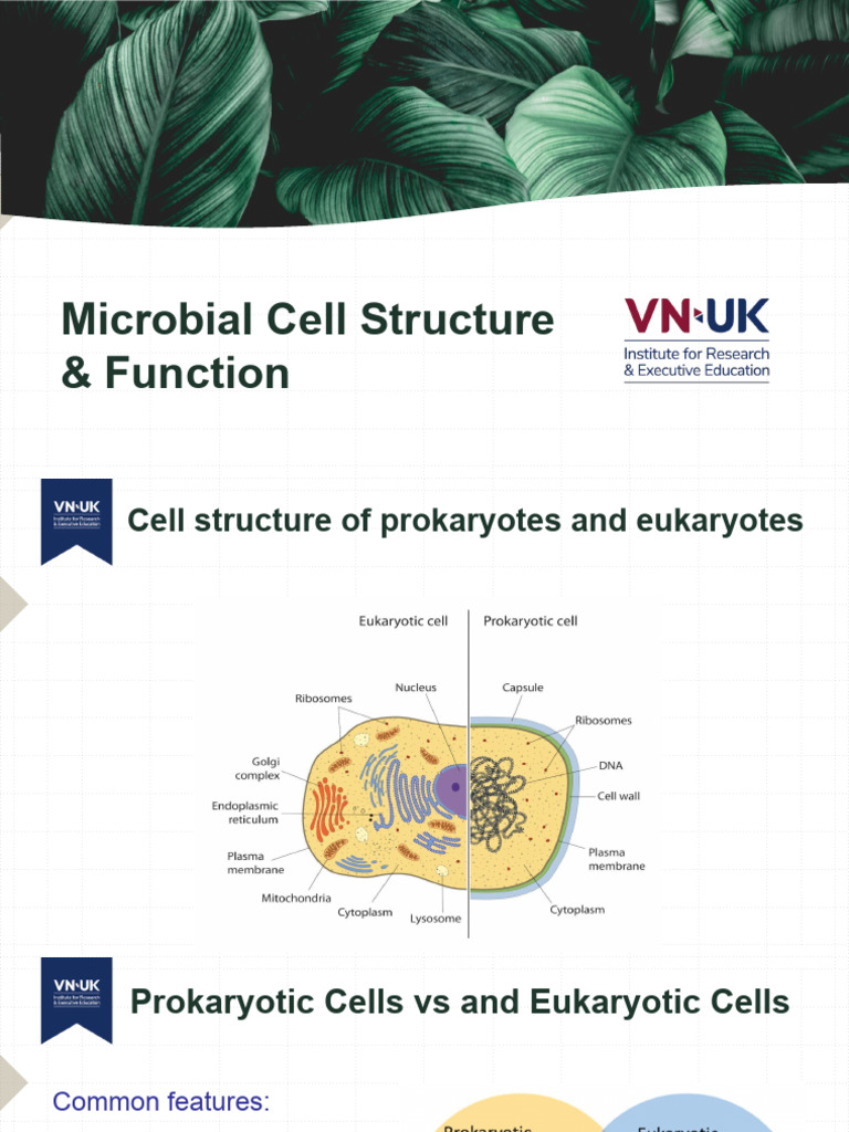 Microbial Cell Structure and Function | PDF