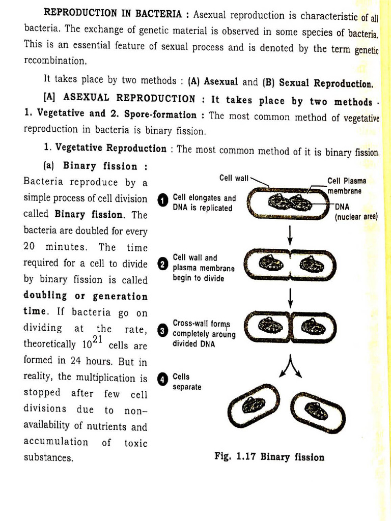 Asexual Reproduction in Bacteria | PDF