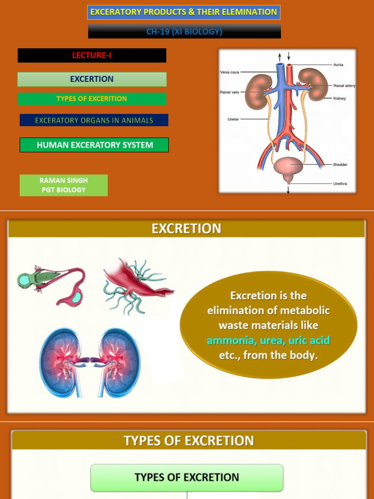 EXCERETION Class11 (Bio) | PDF