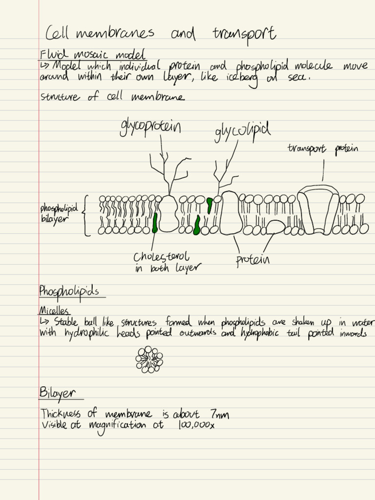 Chapter 4 Cell Membranes and Transport 1 | PDF | Cell Biology ...