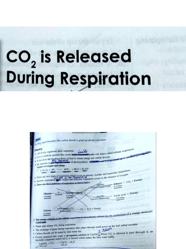 Biology Experiment 1 | PDF