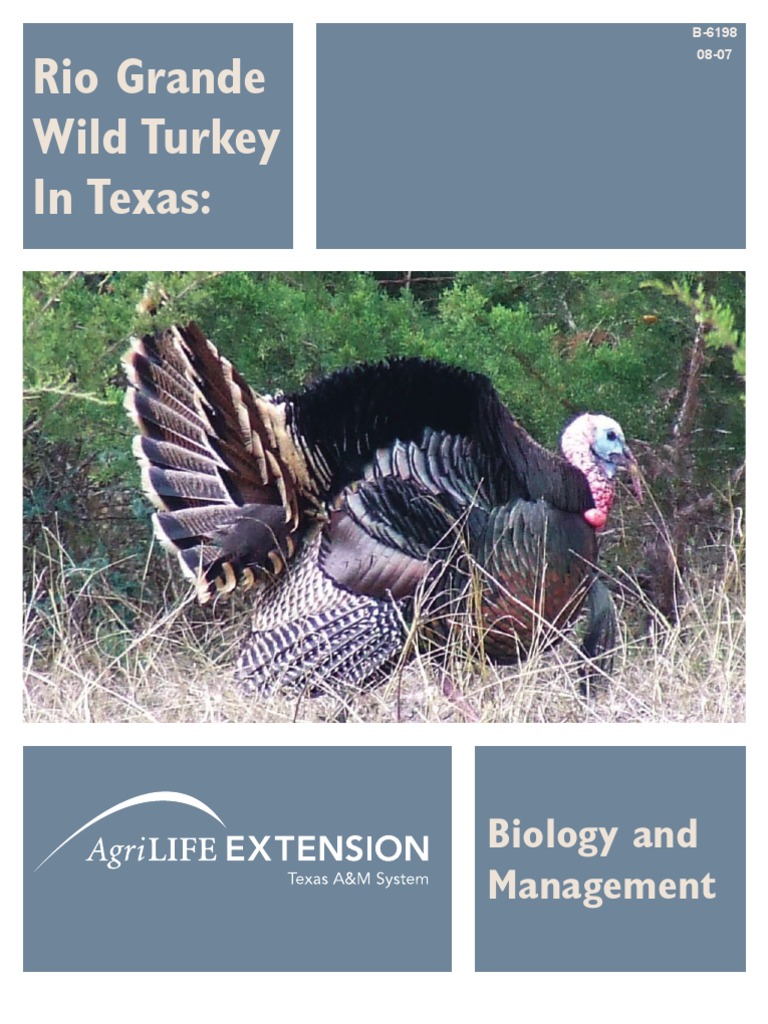 Rio Grande Wild Turkey in Texas: Biology and Management | PDF | Science ...
