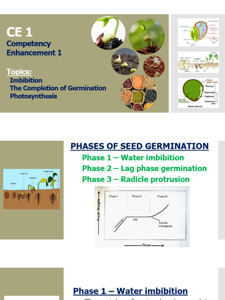 Imbibition. Germination. Photosynthesis | PDF