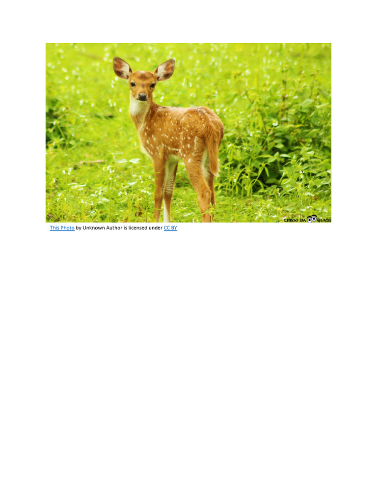 Deer | PDF