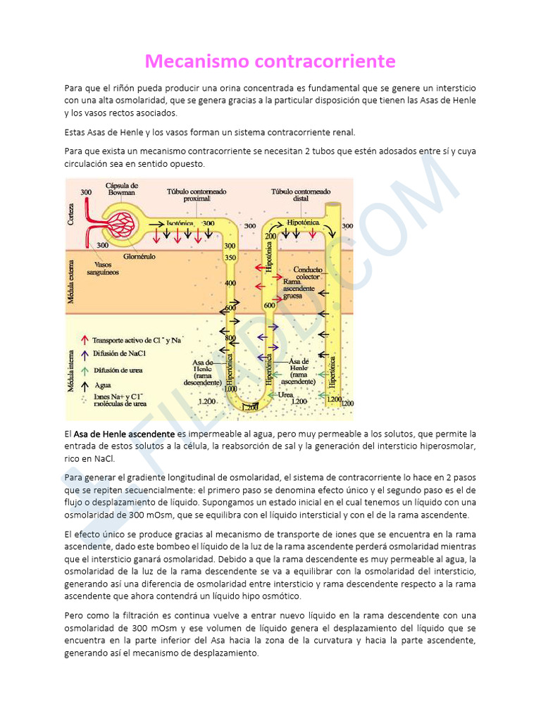 Mecanismo Contracorriente | PDF