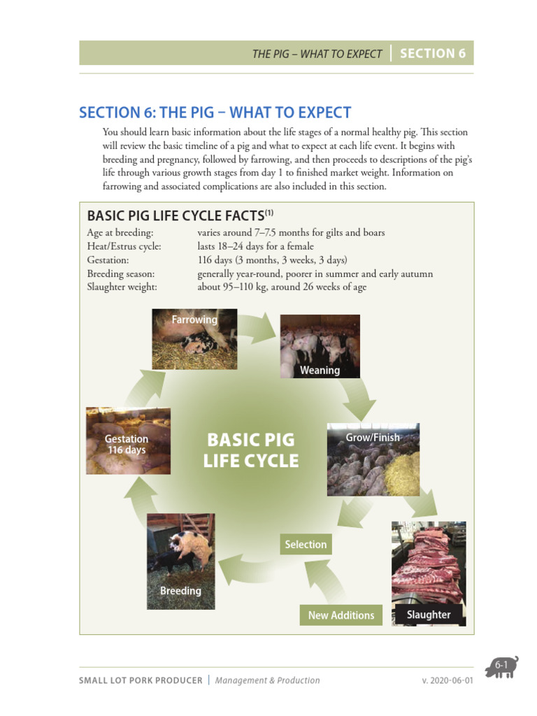 Pigs | PDF