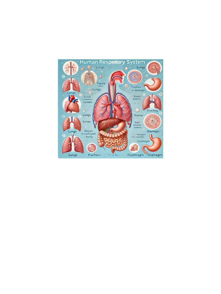 Human_Respiratory_System | PDF
