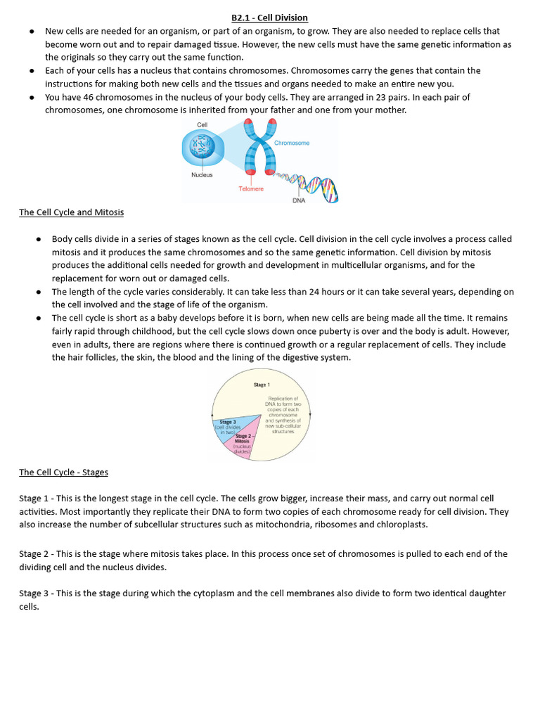 B2 - Cell Division | PDF
