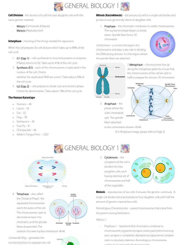 Genbio Cell Division Reviewer | PDF