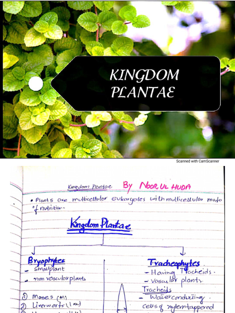 KINGDOM PLANTAE (Noor) | PDF