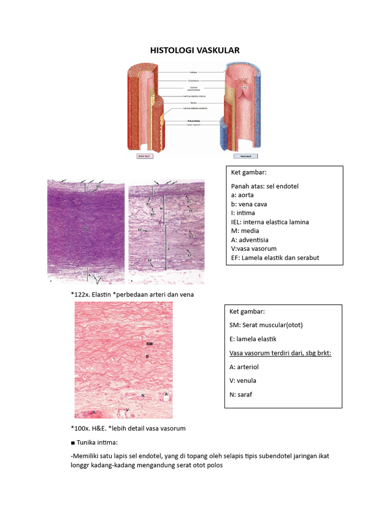 Tutorial 1.2.1 (Khusus Histologi Vaskular) | PDF
