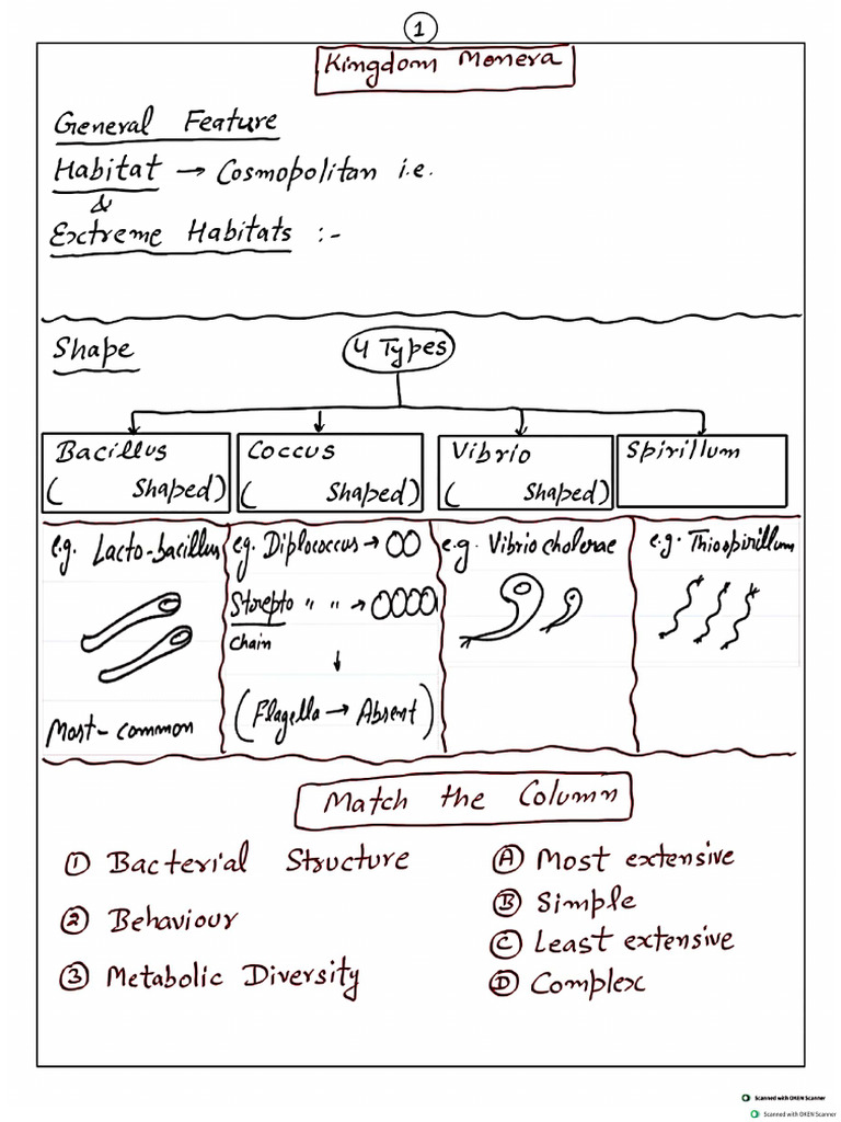 Bioclassification E2 Monera Raw New | PDF