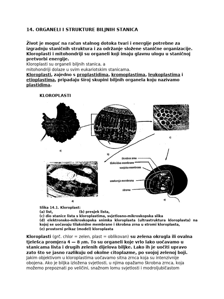 Biologija - Lekcija 14 - Organeli I Strukture Biljnih Stanica | PDF