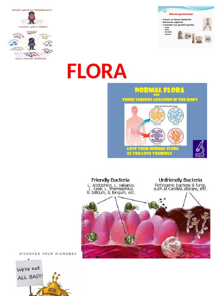 22 Flora | PDF