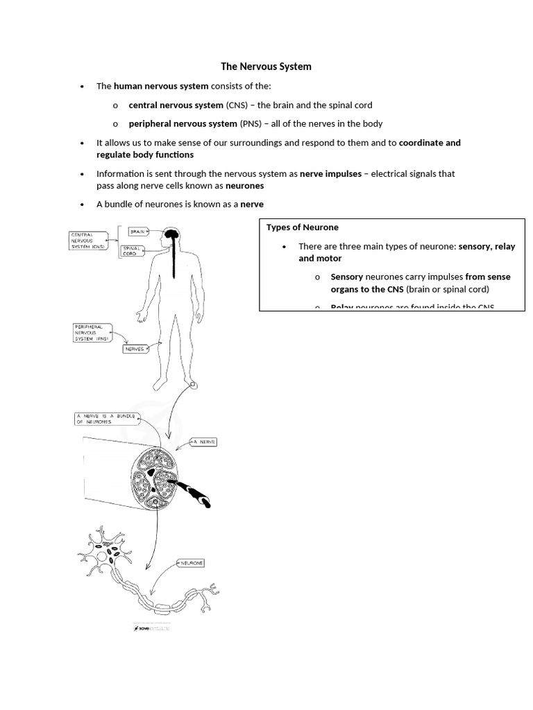The Nervous System | PDF