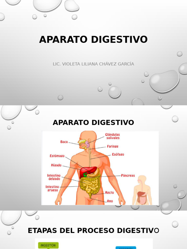 Aparato Digestivo, Respiratorio y Excretor | PDF