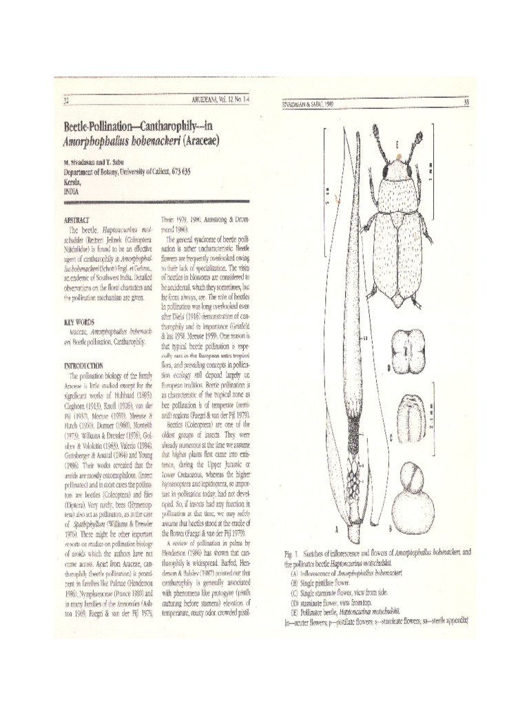 Beetle Pollination1 | PDF