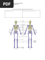 Skeletal System 206 Bones Comprehensive List | PDF | Skull | Musculoskeletal System