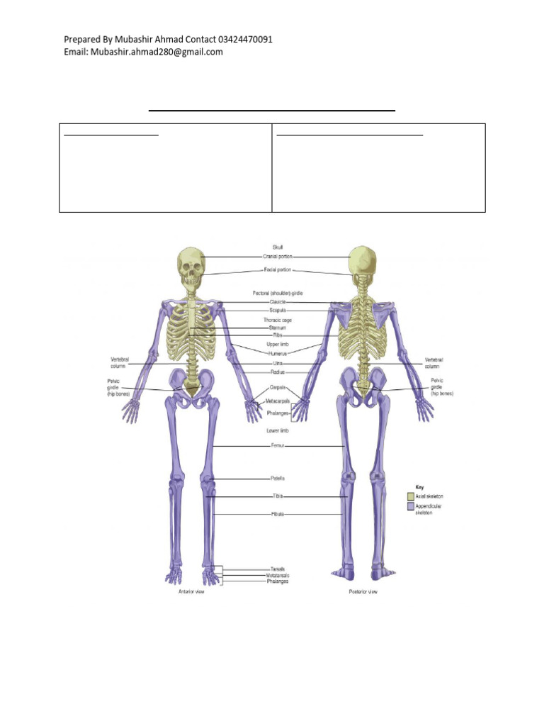 Human skeletal System Bones | PDF