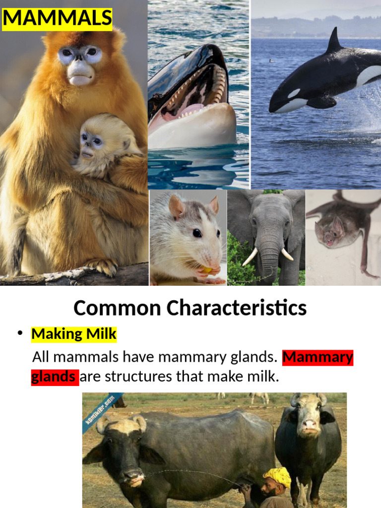 Mammals | PDF