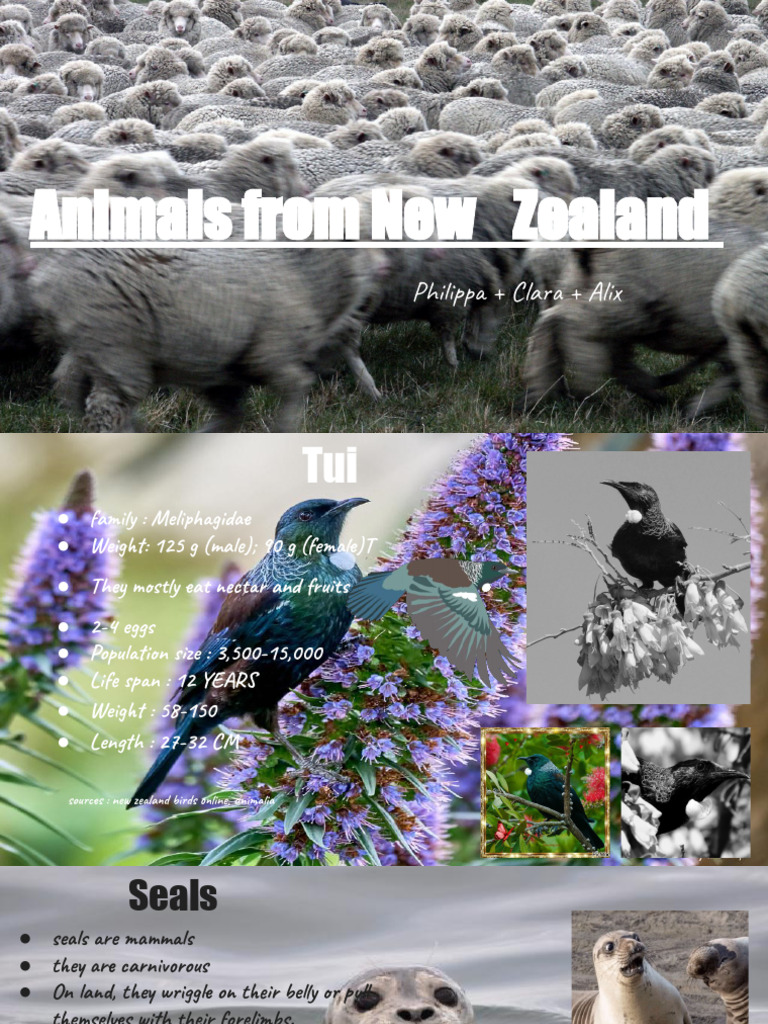 NZ Animals | PDF