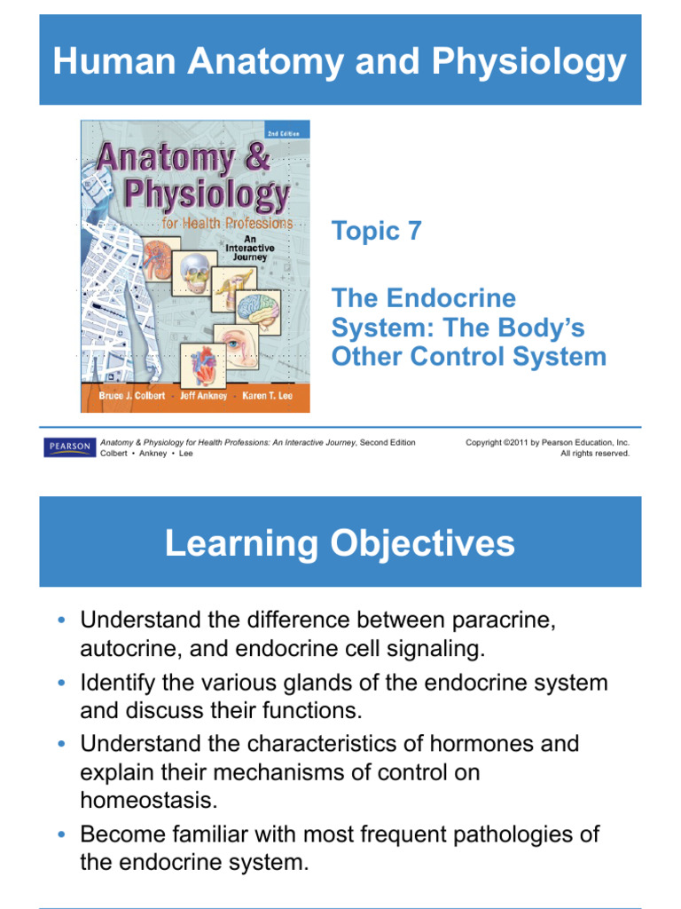 Topic 7-The Endocrine System | PDF | Adrenal Gland | Endocrine System