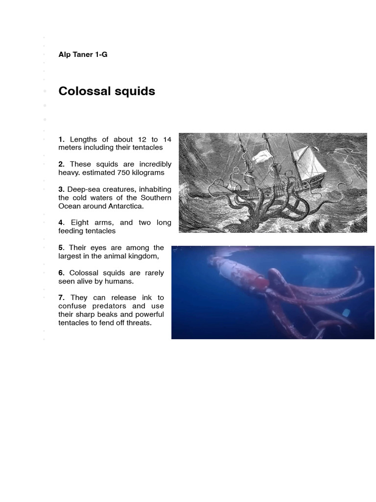 Colossal Squids and Leaf Sheep Facts | PDF