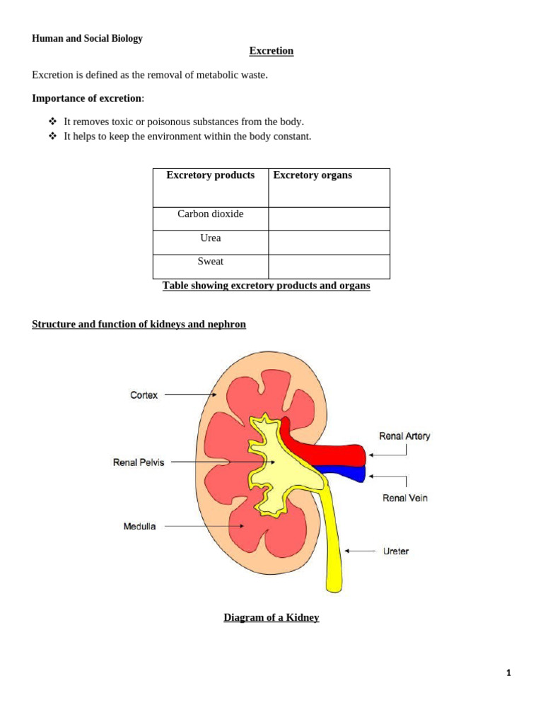 Excretion | PDF
