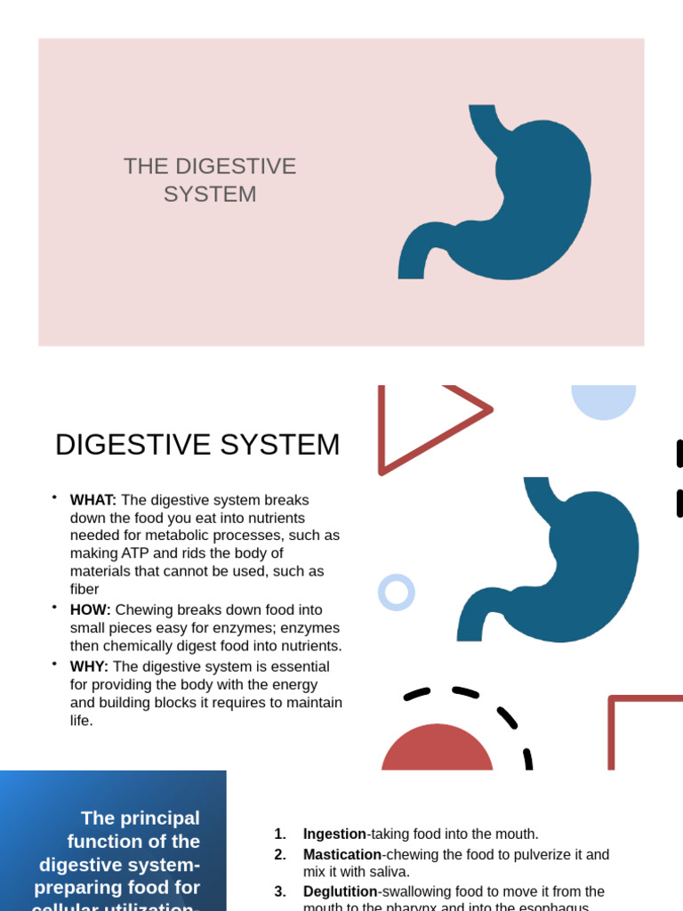 g9 The Digestive System 2 | PDF
