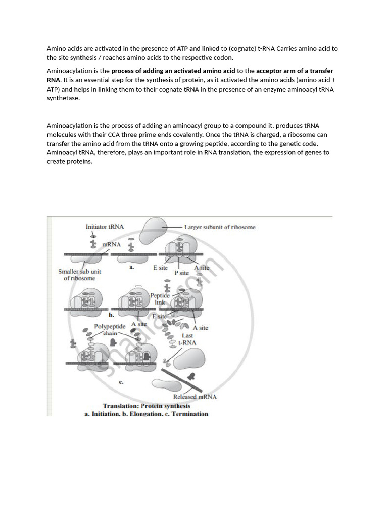 Answer Key Genetics Class Test | PDF | Operon | Genetic Linkage