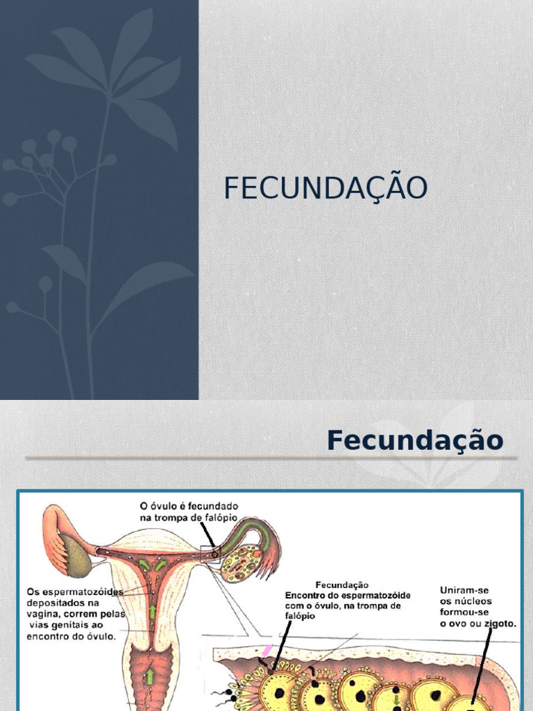 Fecundação | PDF