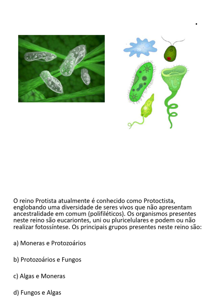 Revisão Protoctista | PDF