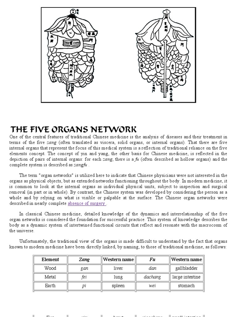 Understanding Chinese Organ Networks | PDF | Traditional Chinese ...