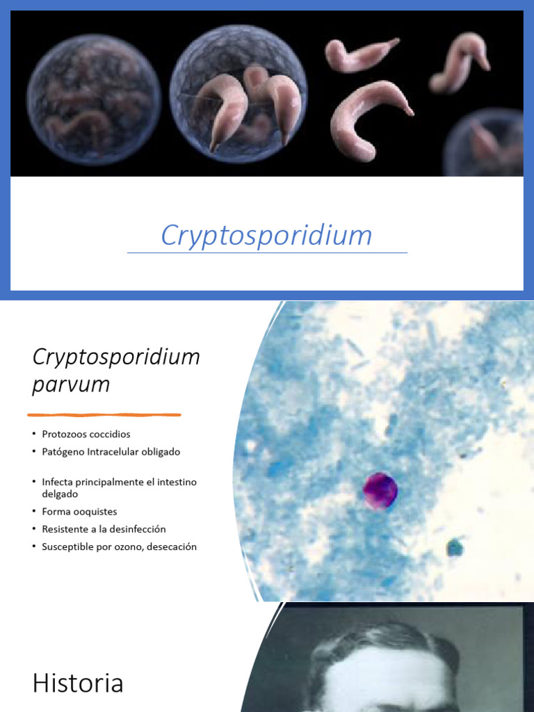 S7 C11. Protozoos Intestinales y Tisulares. Cryptosporidium Parvum | PDF