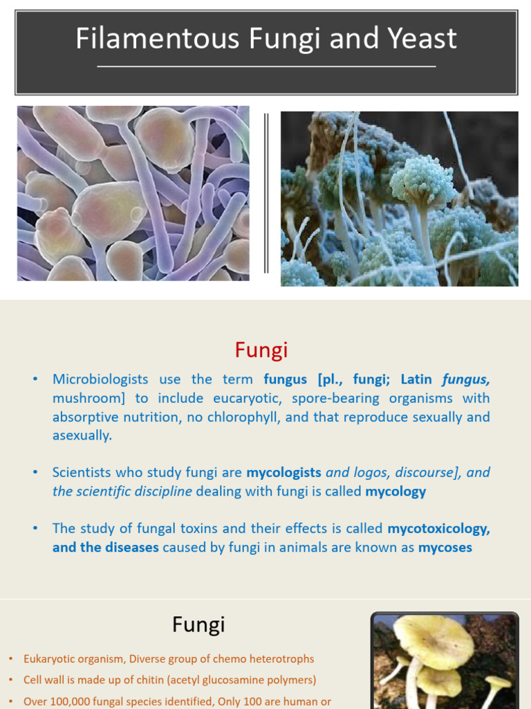 Fungi and Yeasts | PDF